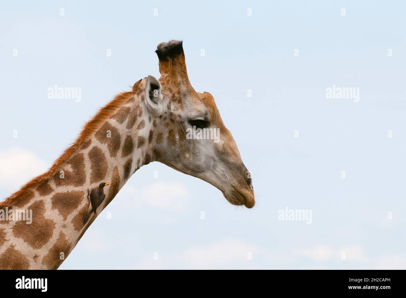 Oxpecker on a giraffe hi-res stock photography and images - Alamy