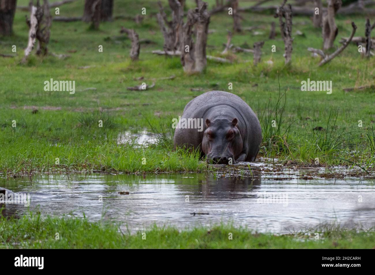 A hippopotamus, Hippopotamus amphibius, walking and grazing in water in ...