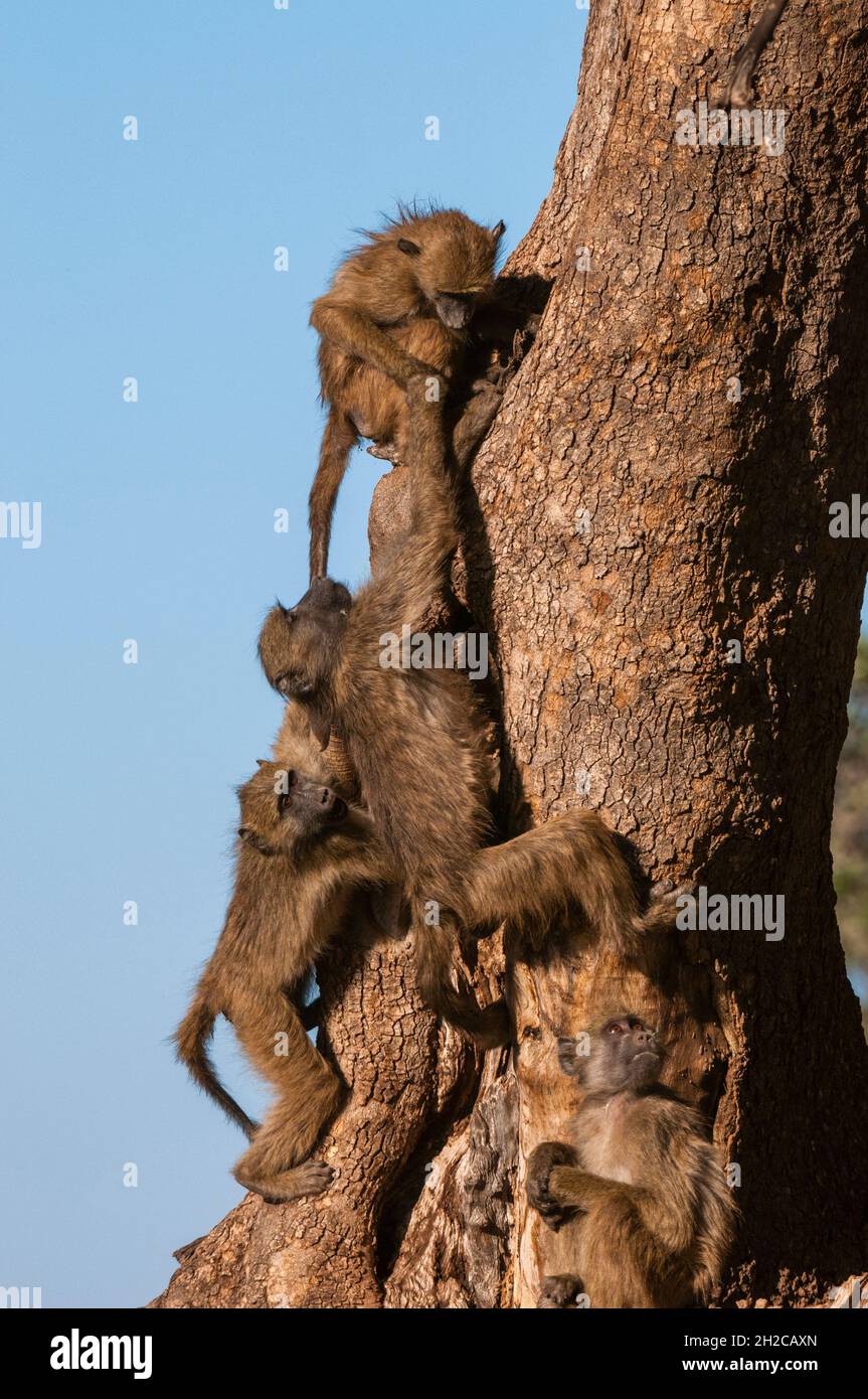 Baboon climbing tree hi-res stock photography and images - Alamy