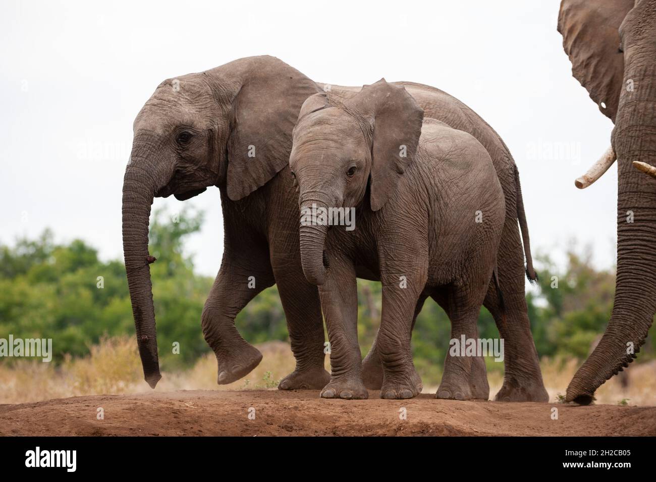 Two young African elephants, Loxodonta africana, walking side by side ...