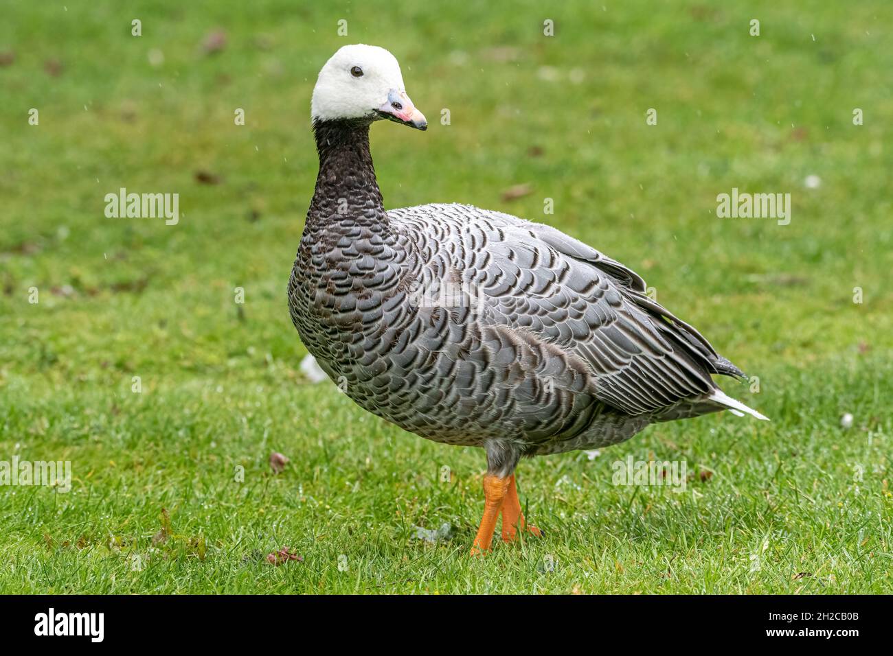 Emperor goose, Anser canagicus of the family Anatidae, also known as ...
