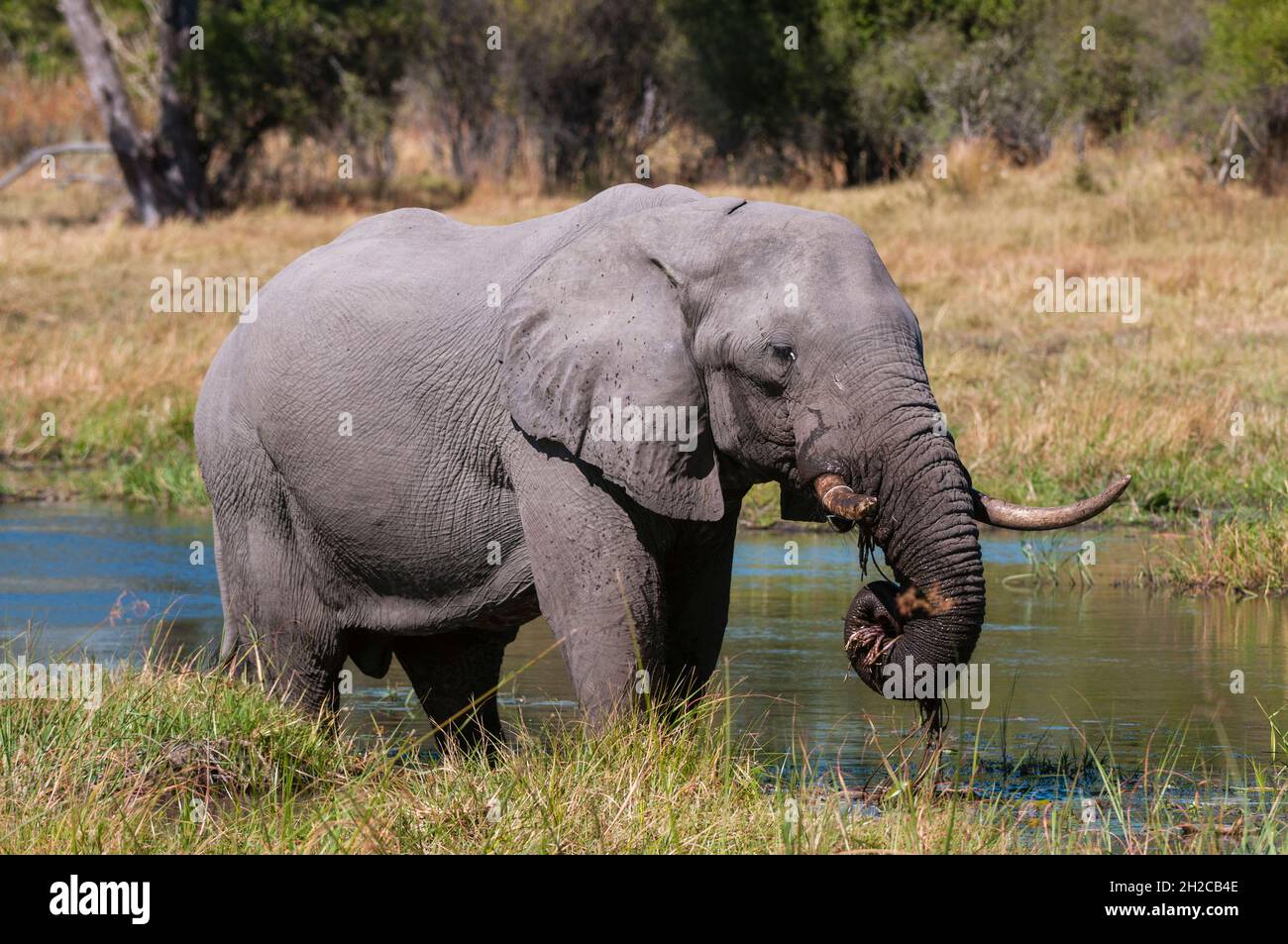 An African elephant, Loxodonta africana, eating grasses on a Khwai ...