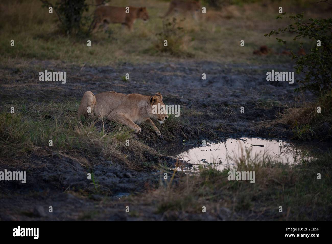 A lioness, Panthera leo, crouching at a waterhole. Other lions mill ...
