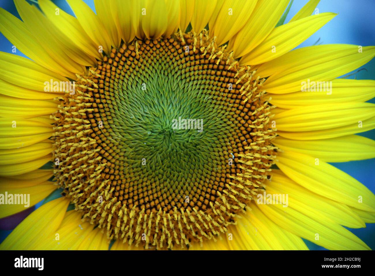 Beauty of the color yellow is of course undeniable, so the yellow on a ...