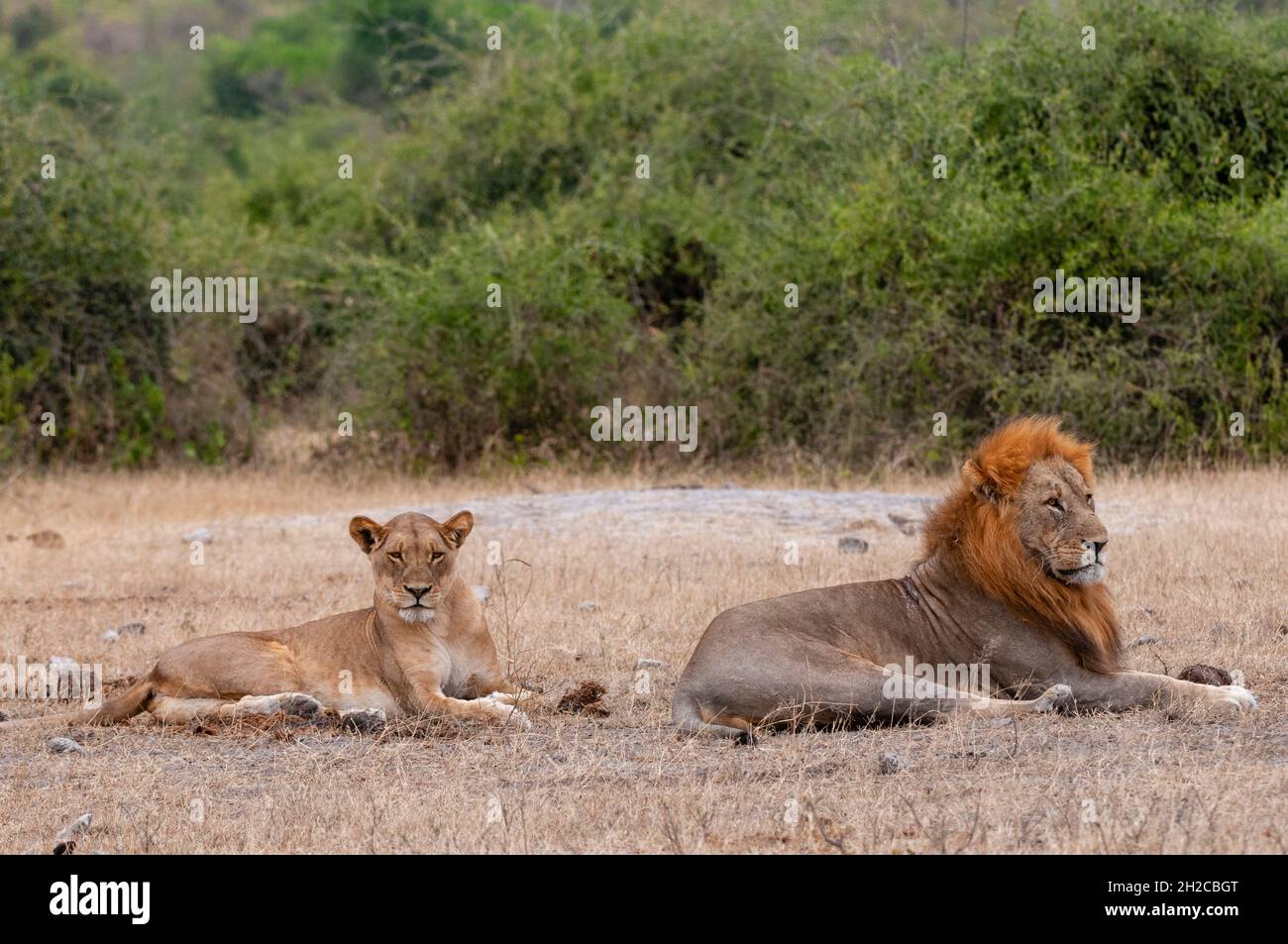 Alert lion hi-res stock photography and images - Alamy