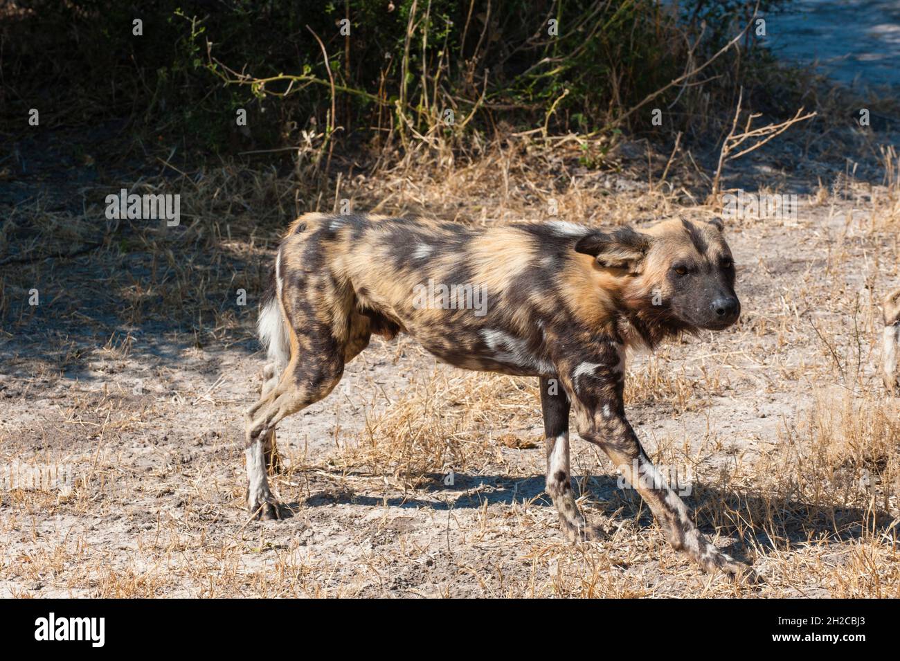 Portrait of a painted wolf or Cape hunting dog, Lycaon pictus. Chief ...