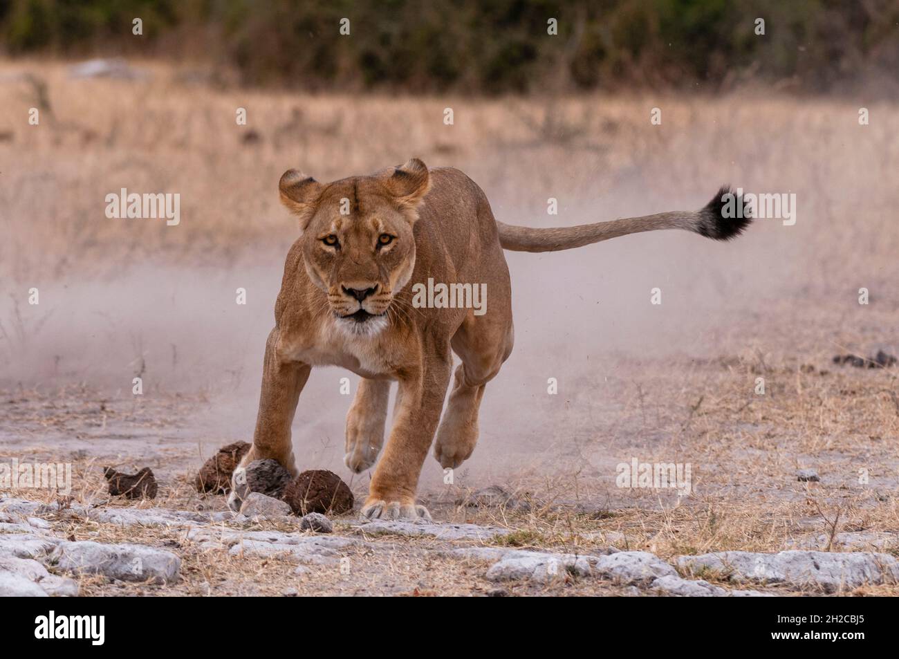 Female Lion Running
