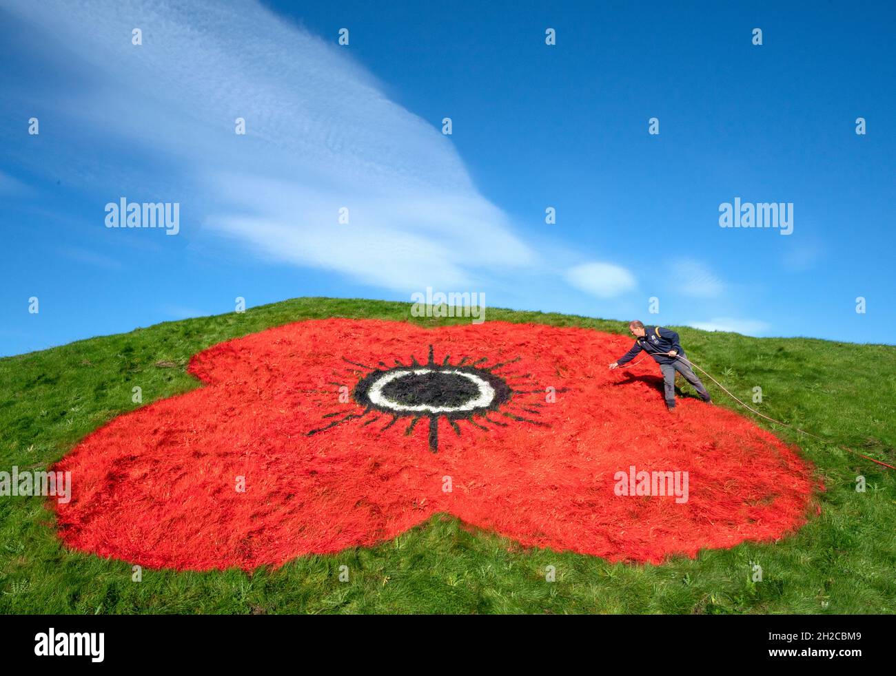 Giant poppies m8 motorway hi-res stock photography and images - Alamy