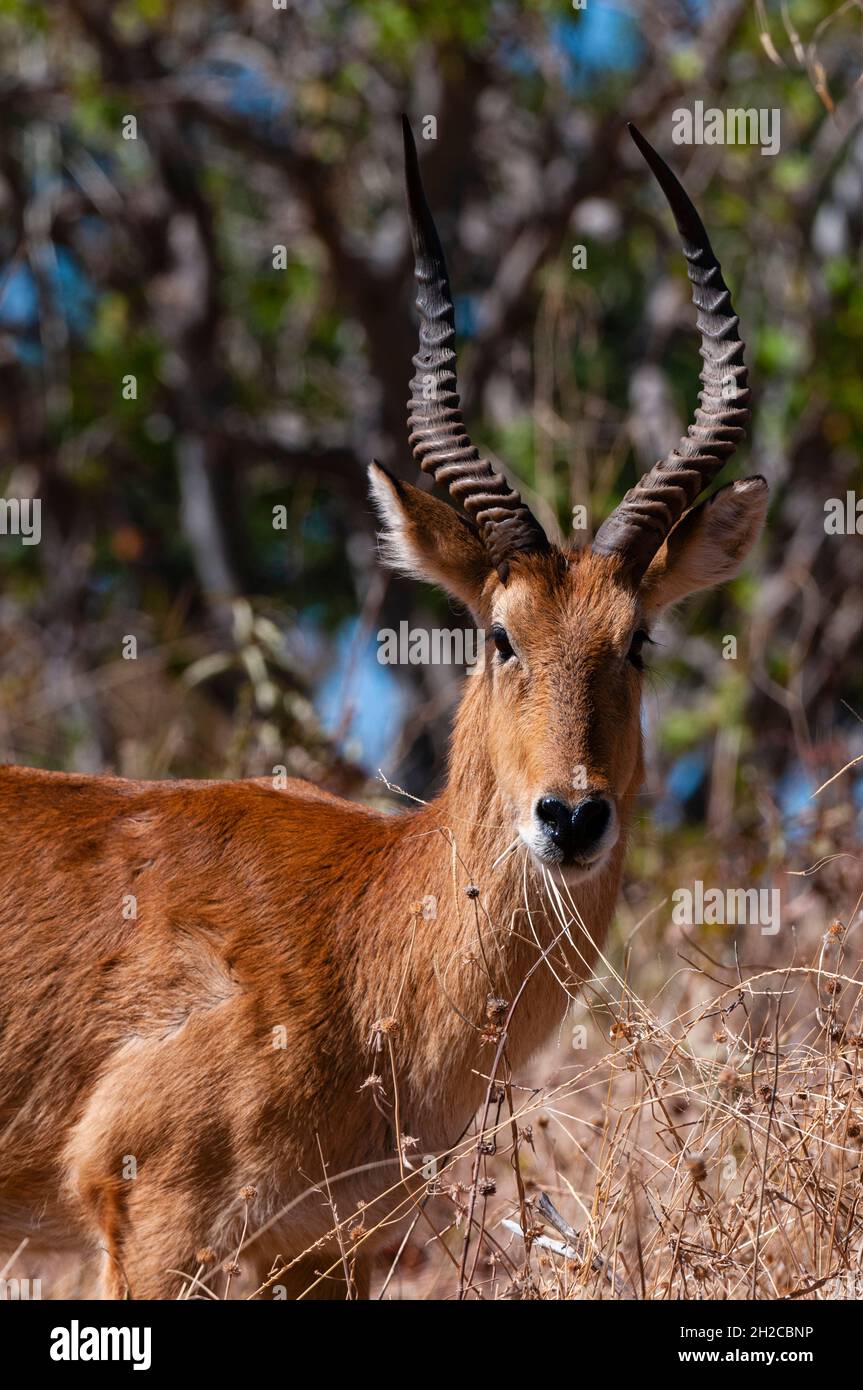 Portrait of a puku antelope, Kobus vardonii. Chobe National Park ...