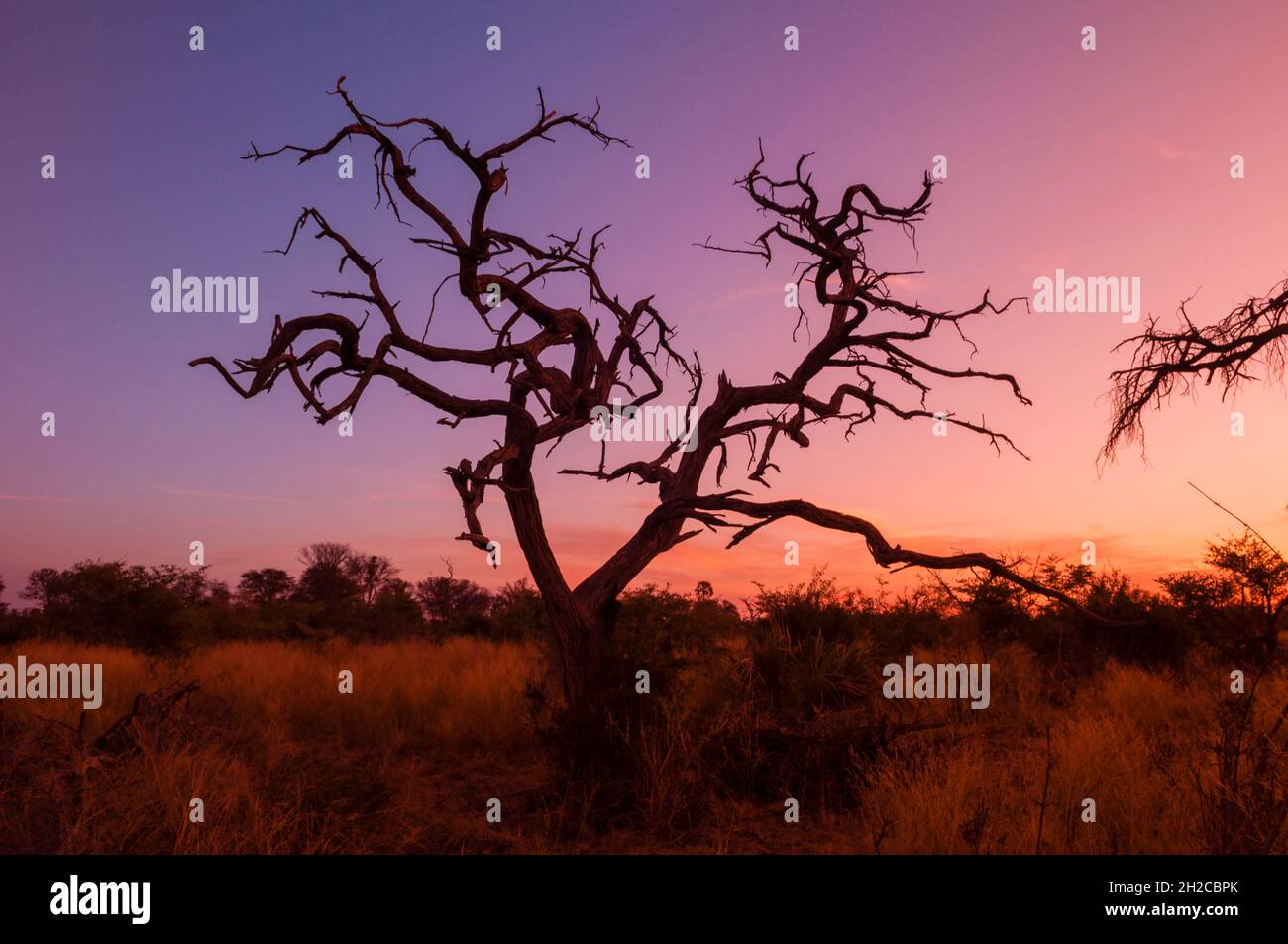 Dead tree sunset botswana hi-res stock photography and images - Alamy