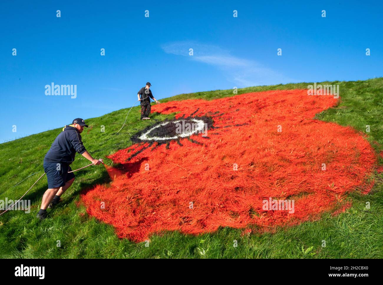 Giant poppies m8 motorway hi-res stock photography and images - Alamy