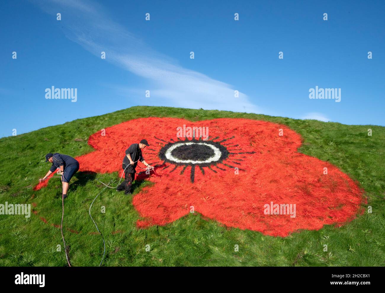 Giant poppies m8 motorway hi-res stock photography and images - Alamy