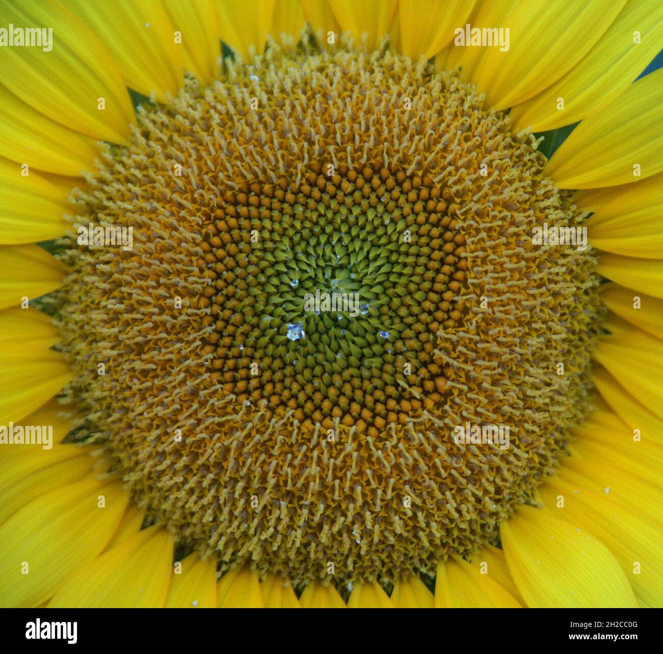 Beauty of the color yellow is of course undeniable, so the yellow on a ...