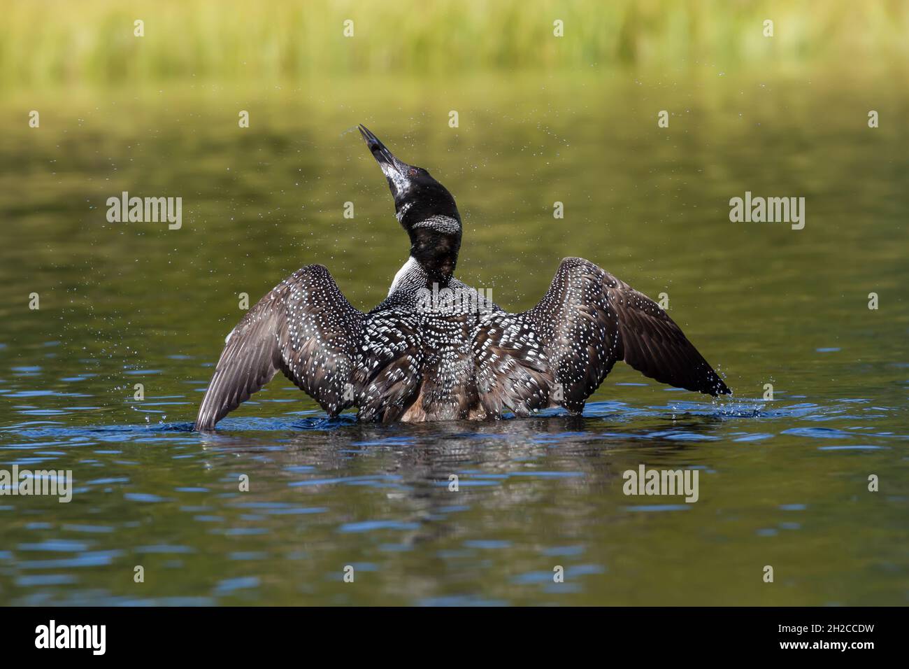 Common Loon shaking off the water droplets after surfacing from a dive ...