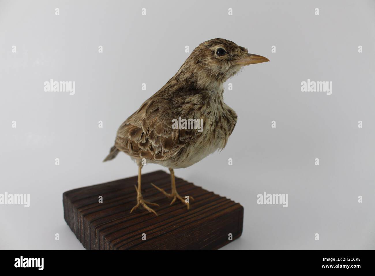 European lark hi-res stock photography and images - Alamy