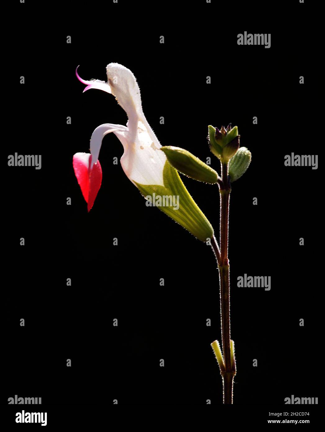 A close-up photo of an amazing flower branch Stock Photo - Alamy