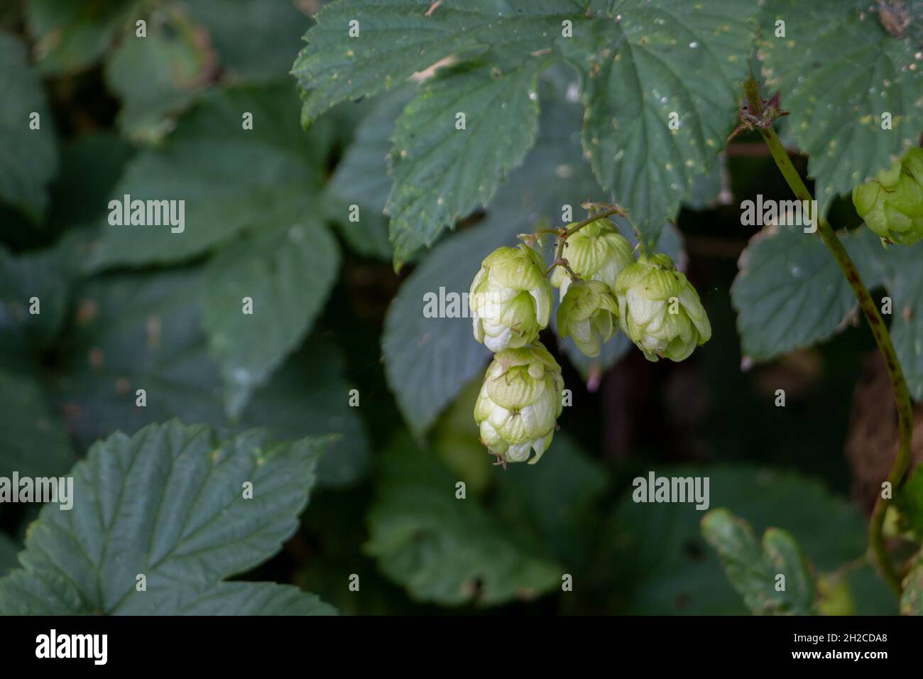 Common hops a climbing plant whose fruit cones are used in the ...