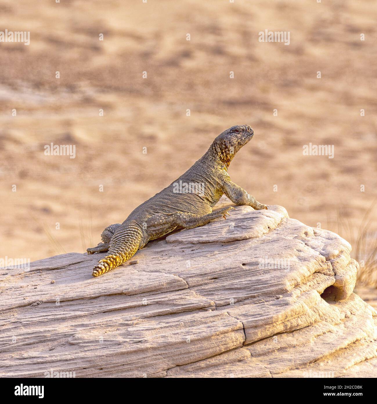 Saudi Desert Lizards