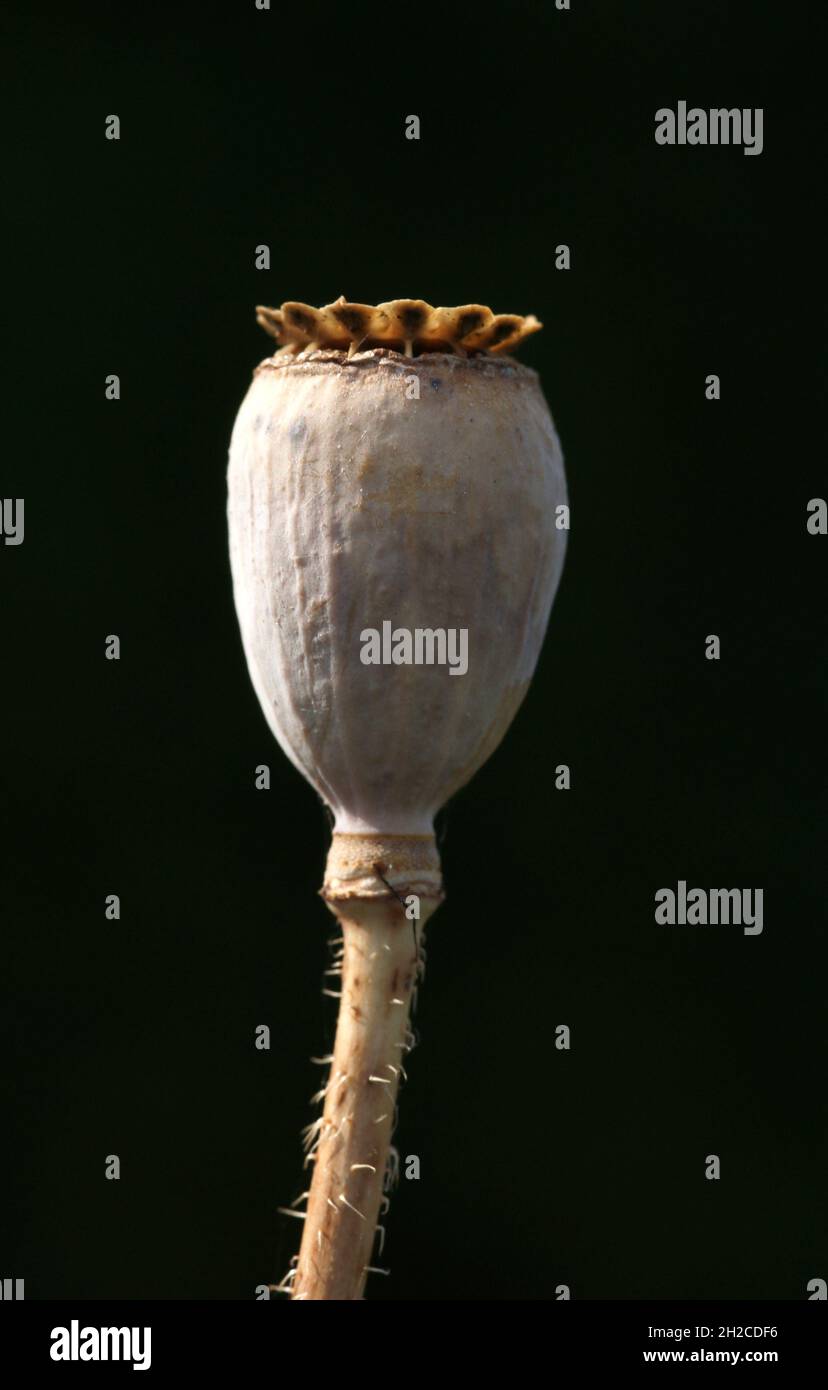 A close-up photo of an amazing flower branch Stock Photo - Alamy
