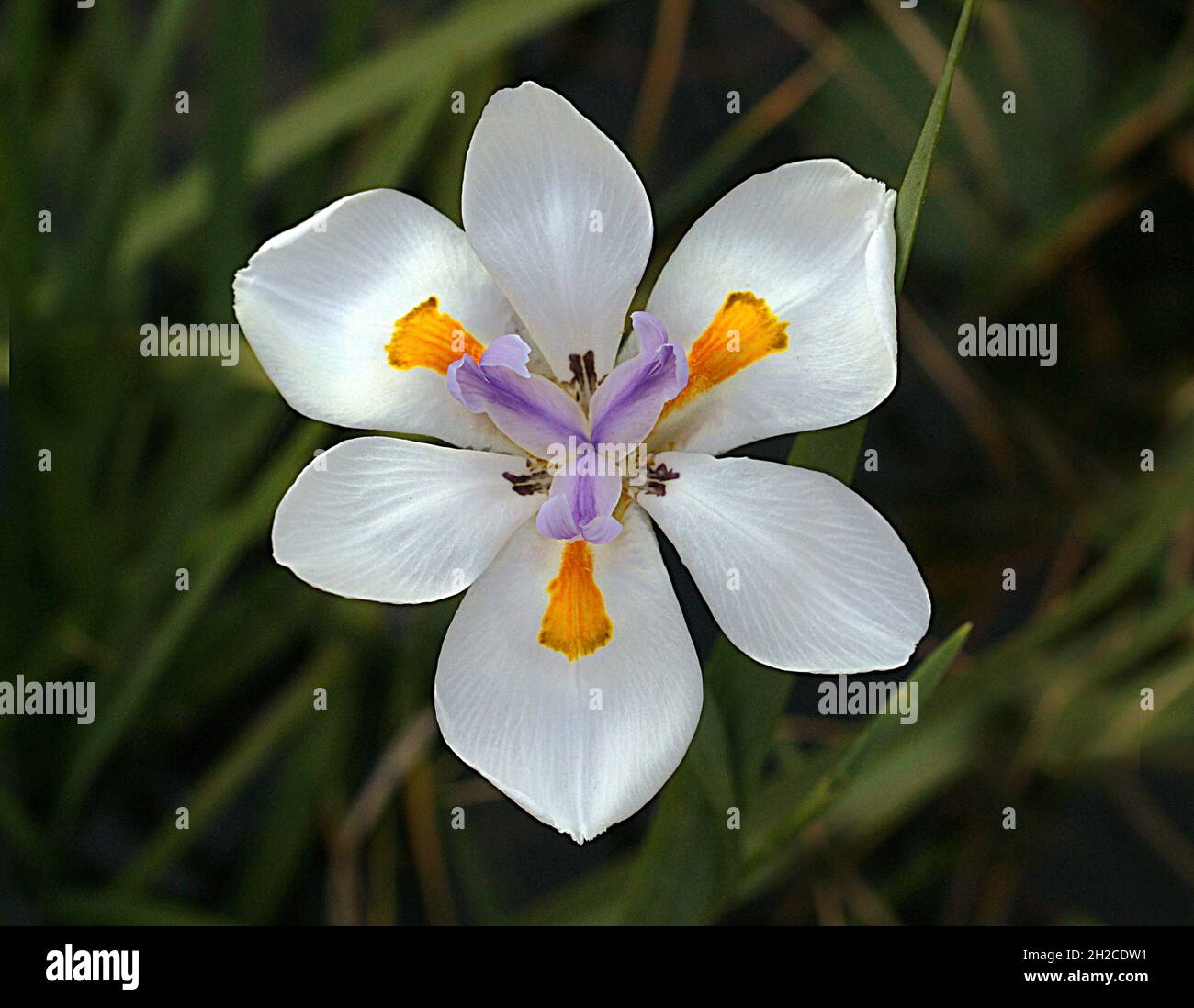 A close-up photo of an amazing flower branch Stock Photo - Alamy