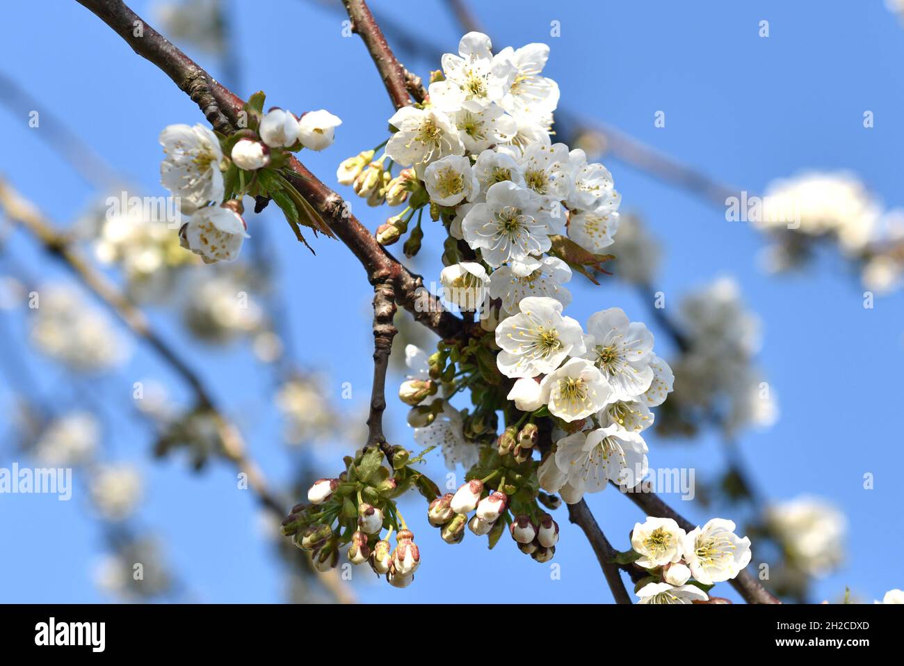 Die Kirsche, oft auch Weichsel genannt, ist ein Obstbaum. - The cherry ...