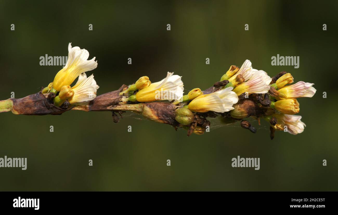 A close-up photo of an amazing flower branch Stock Photo - Alamy