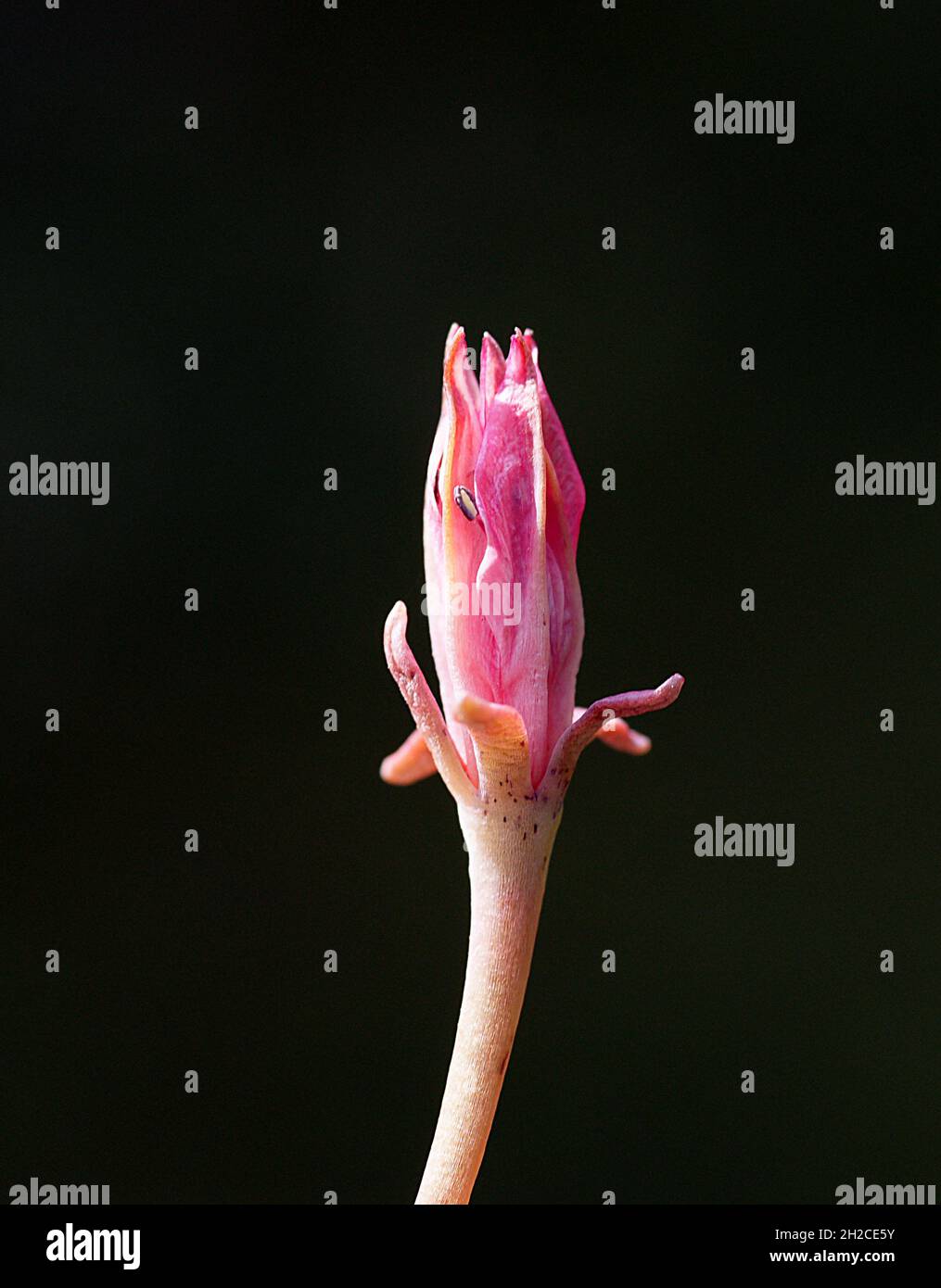 A close-up photo of an amazing flower branch Stock Photo - Alamy