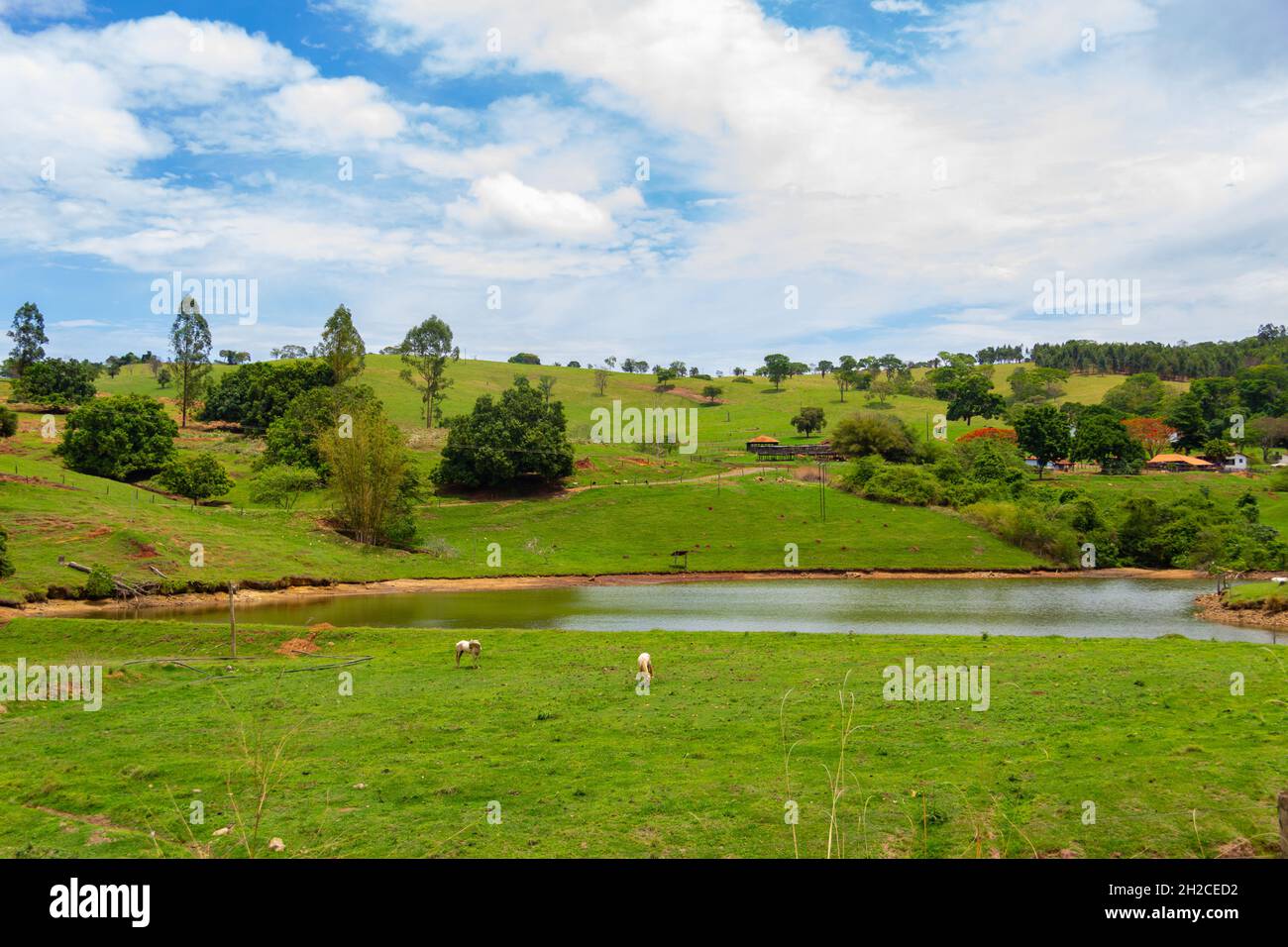 Roadside landscape in Goiás, with two horses eating green grass Stock ...