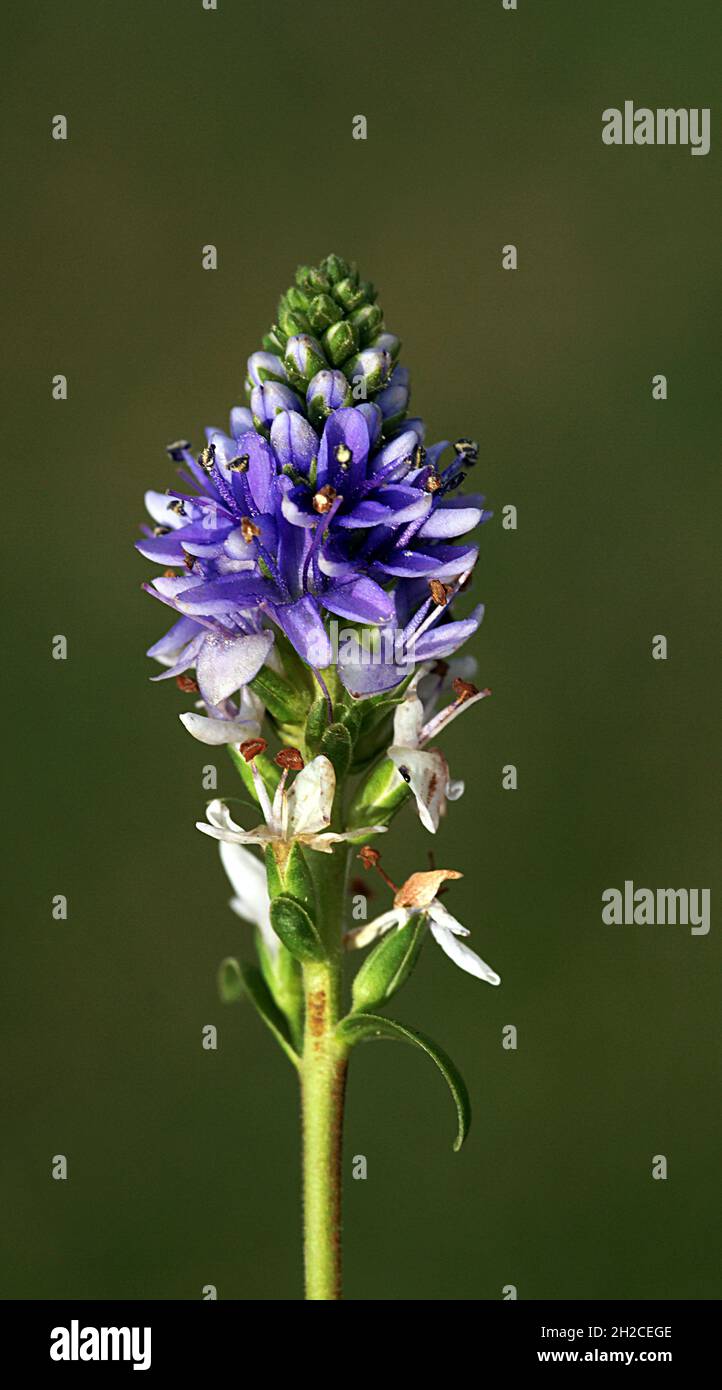 A close-up photo of an amazing flower branch Stock Photo - Alamy