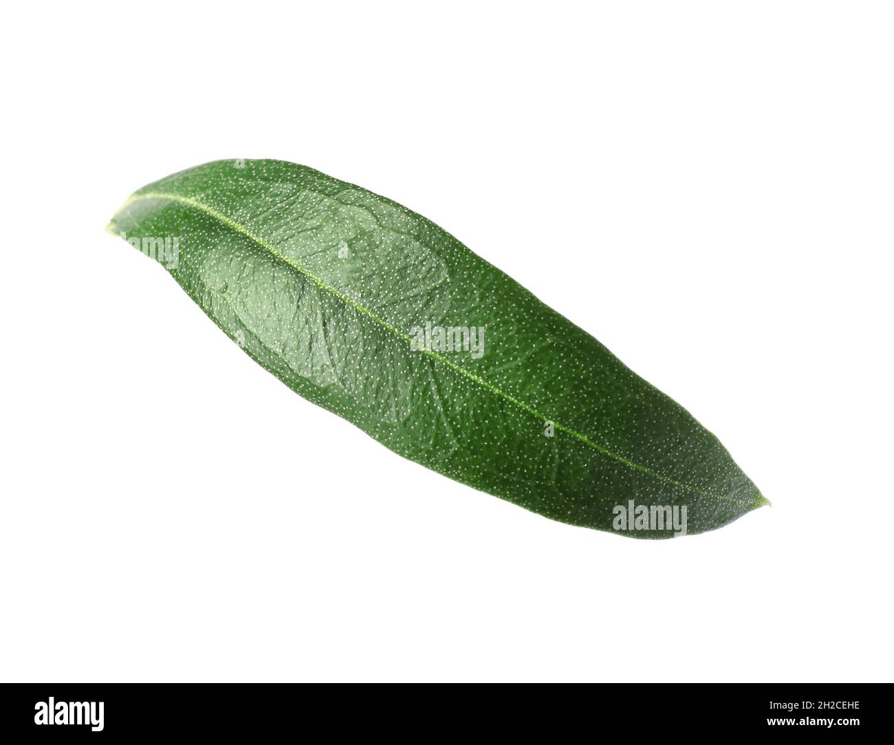 Fresh green olive leaf on white background Stock Photo - Alamy