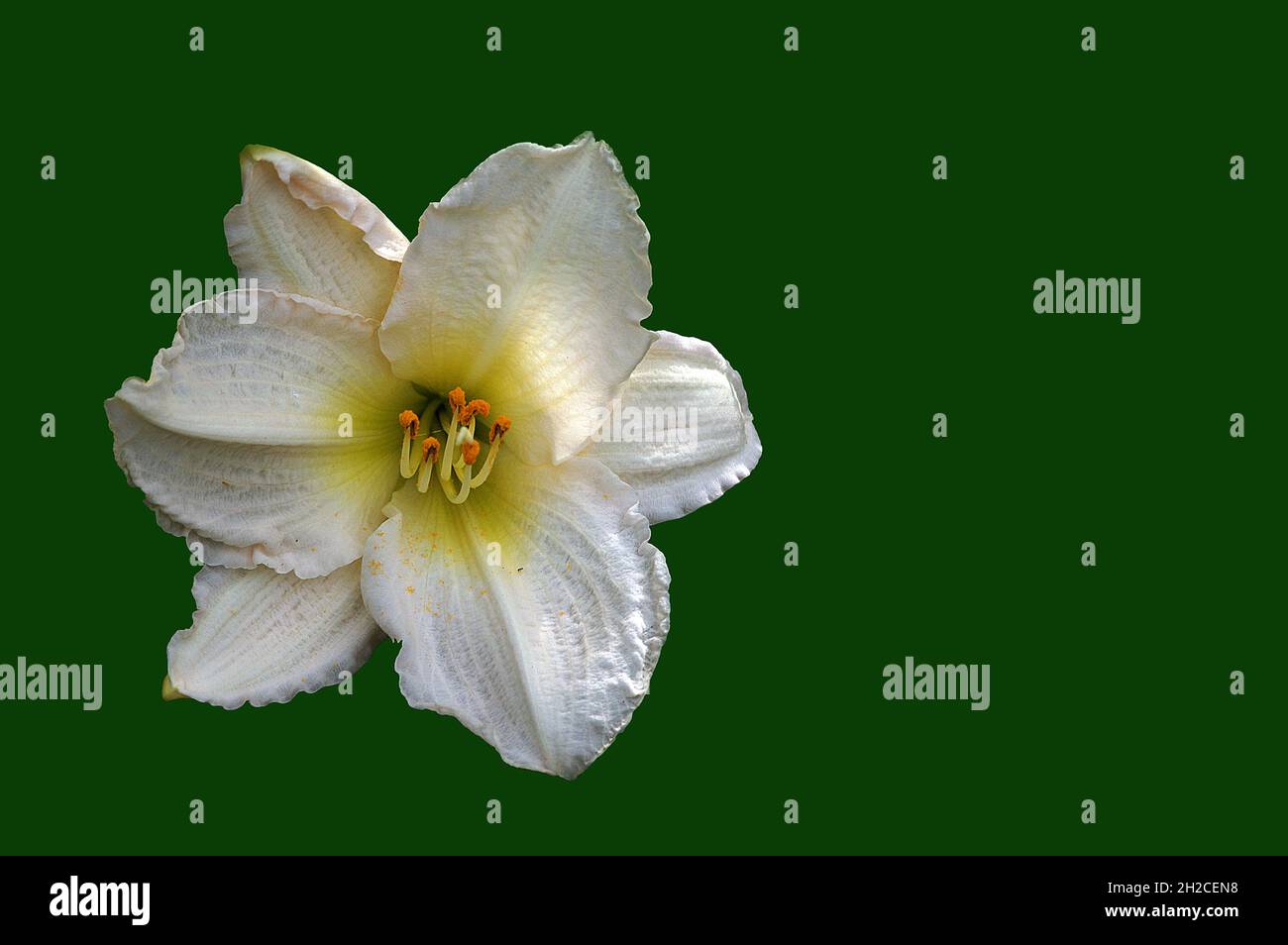 A close-up photo of an amazing flower branch Stock Photo - Alamy