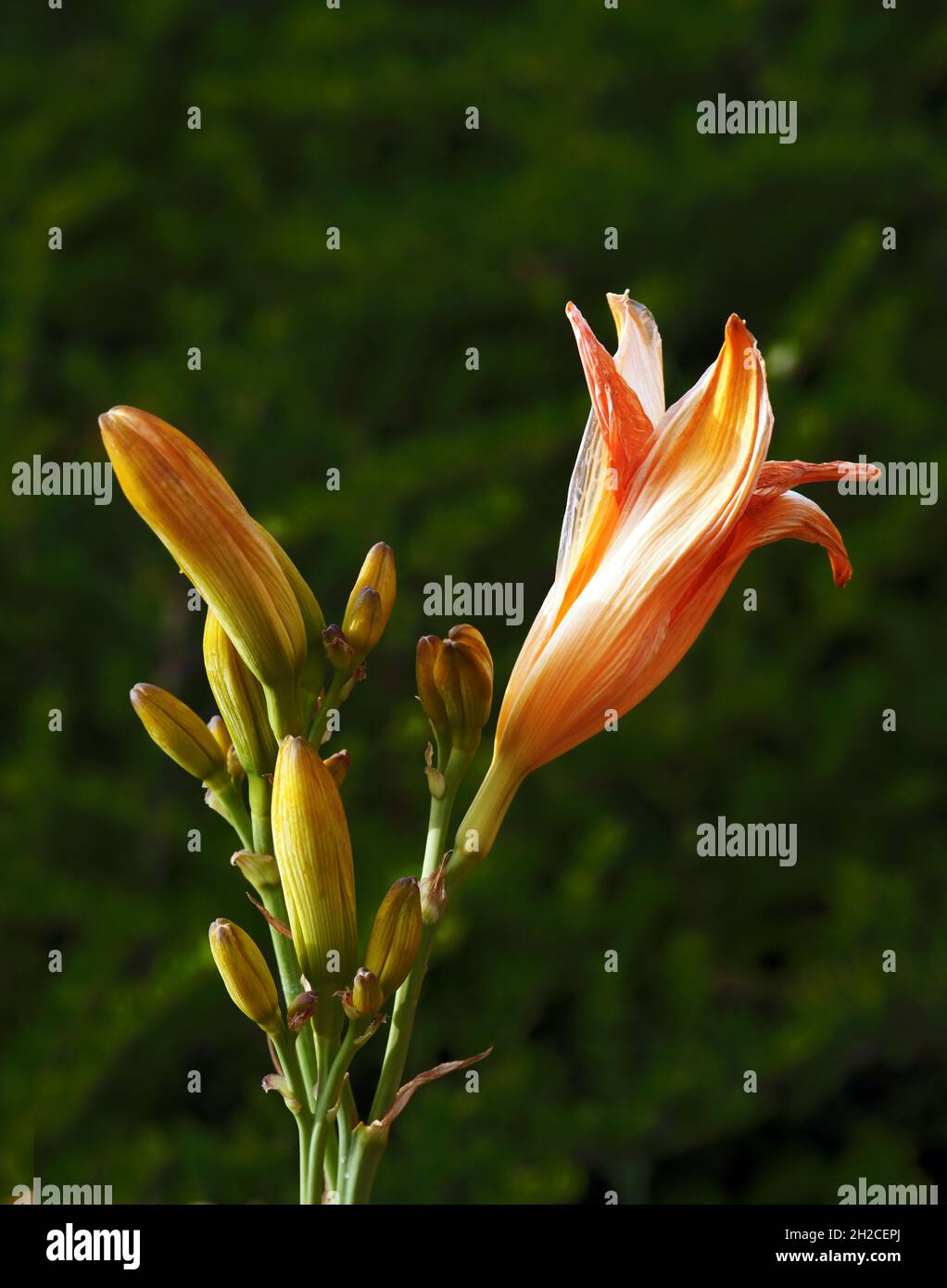 A close-up photo of an amazing flower branch Stock Photo - Alamy