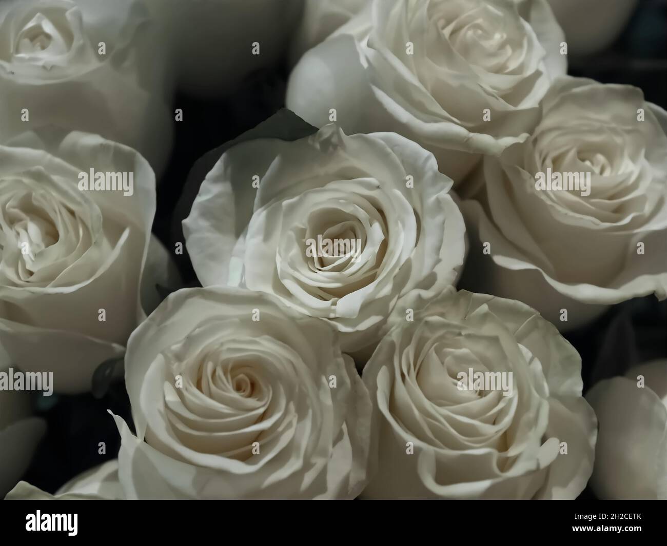 Beautiful bouquet of white roses Stock Photo - Alamy