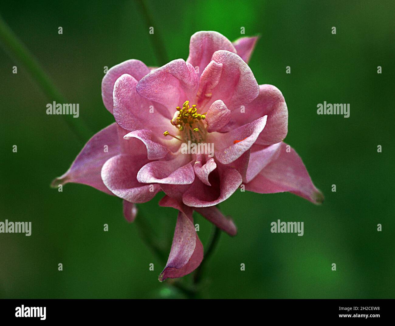 A close-up photo of an amazing flower branch Stock Photo - Alamy