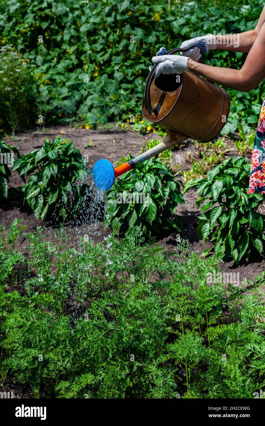 woman pouring water from a watering can over a garden bed. High quality ...