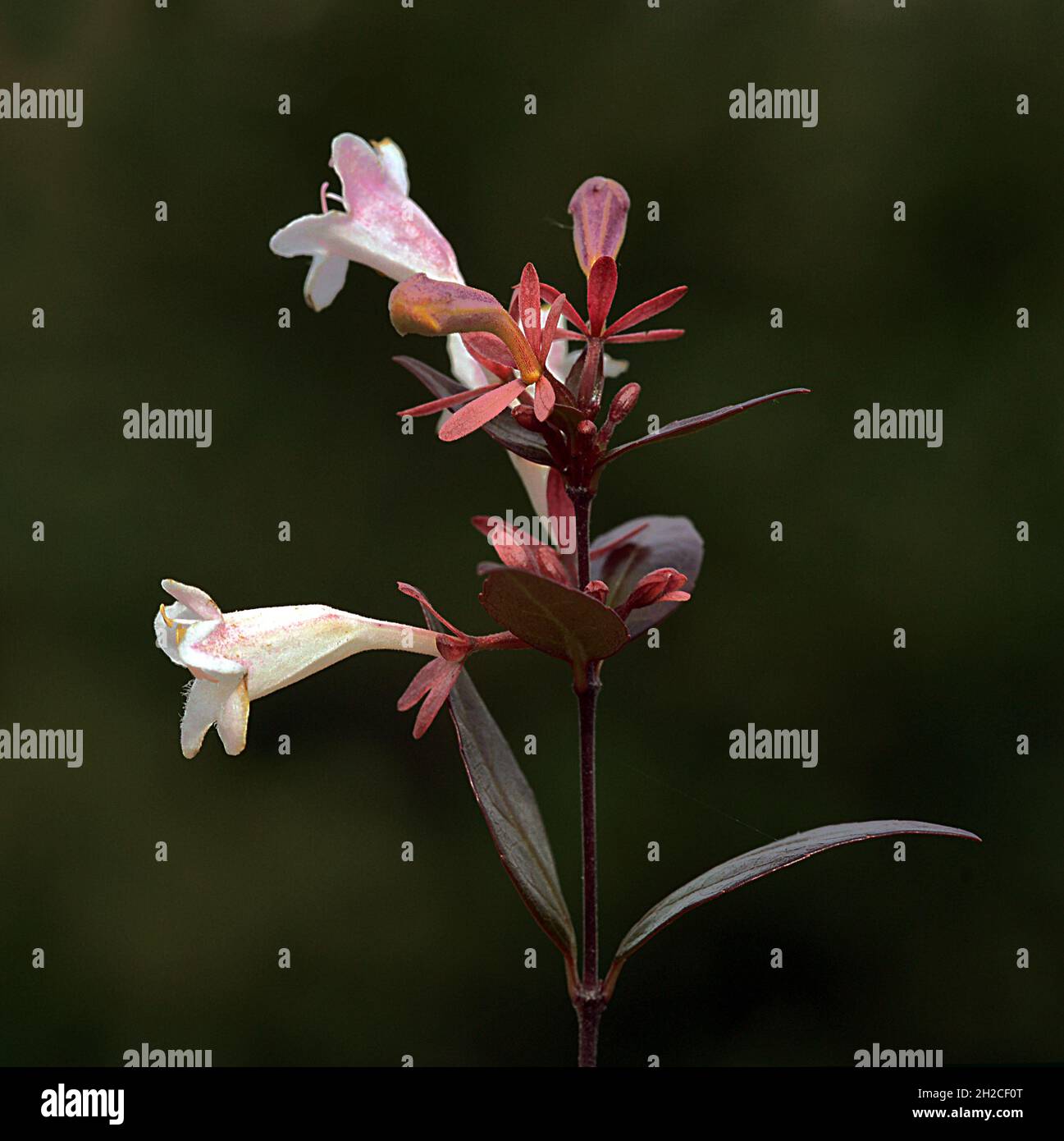 A close-up photo of an amazing flower branch Stock Photo - Alamy