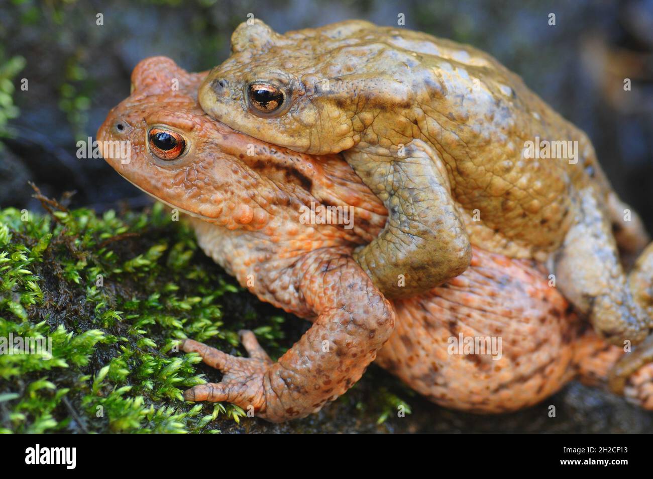 Common toads Bufo bufo mating Stock Photo - Alamy