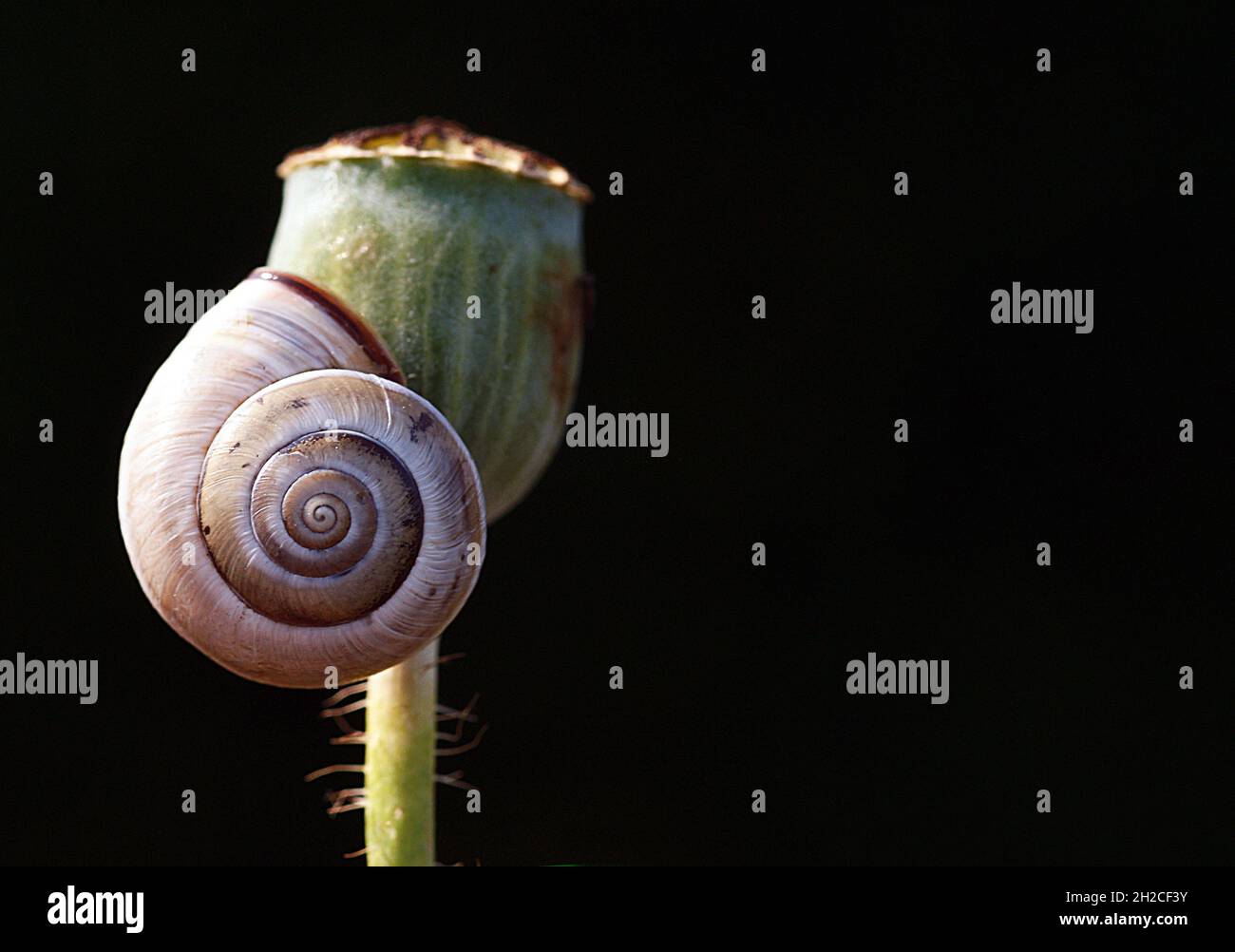 A close-up photo of an amazing flower branch Stock Photo - Alamy
