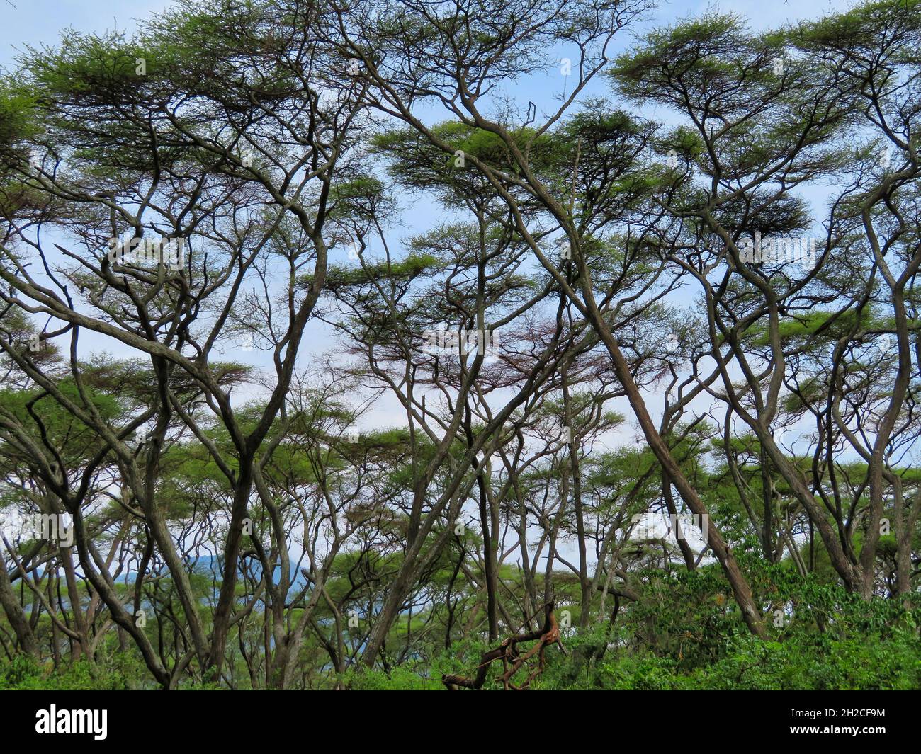 Serene landscape of Candler Oak trees in Serengeti ecosystem, Africa ...