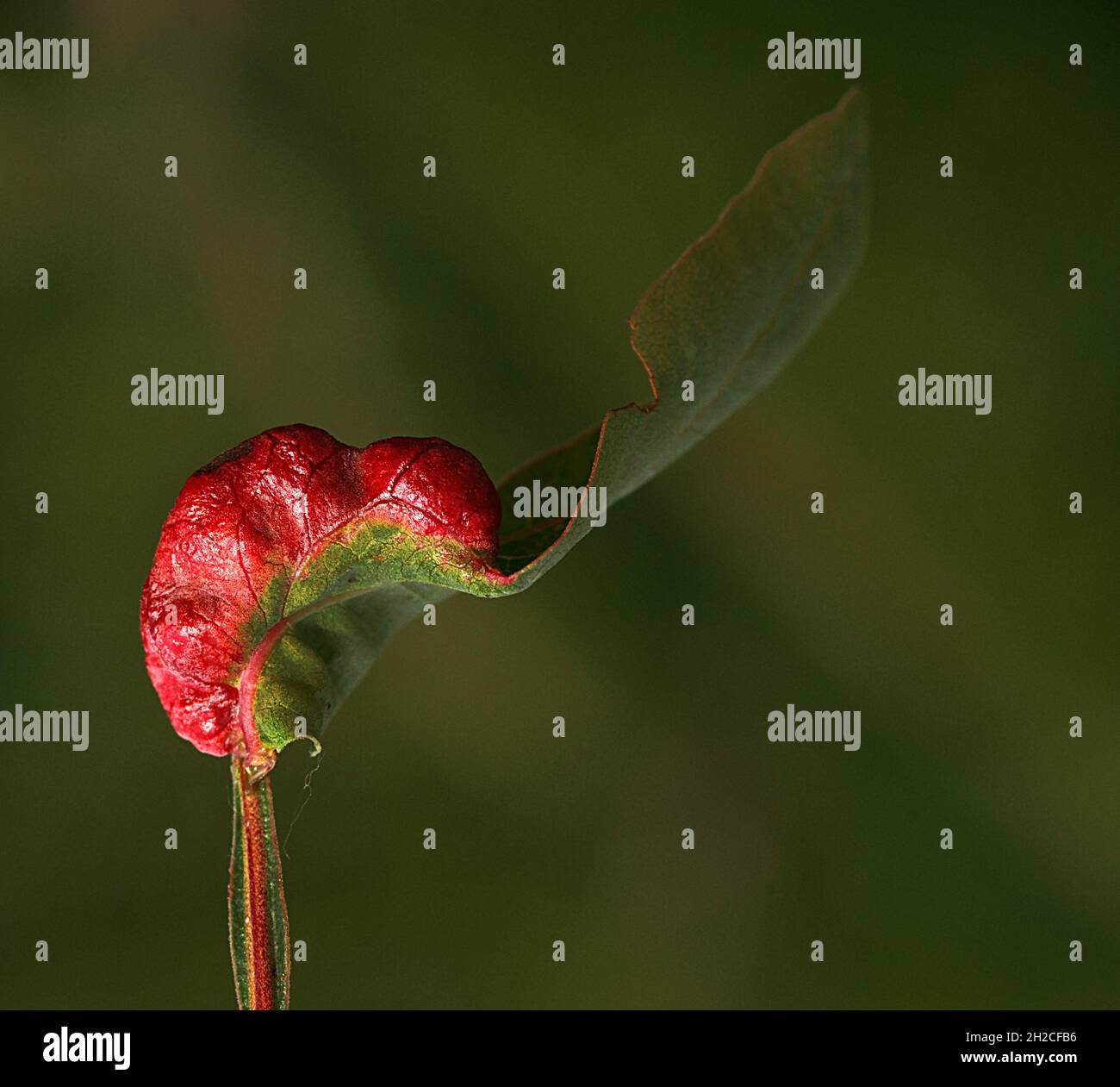 A close-up photo of an amazing flower branch Stock Photo - Alamy