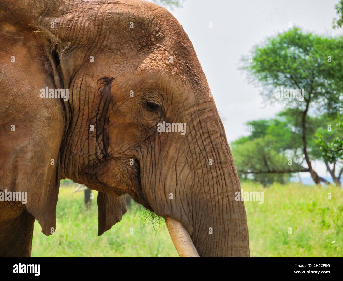 Closeup portrait of a big elephant in a safari in the Serengeti ...