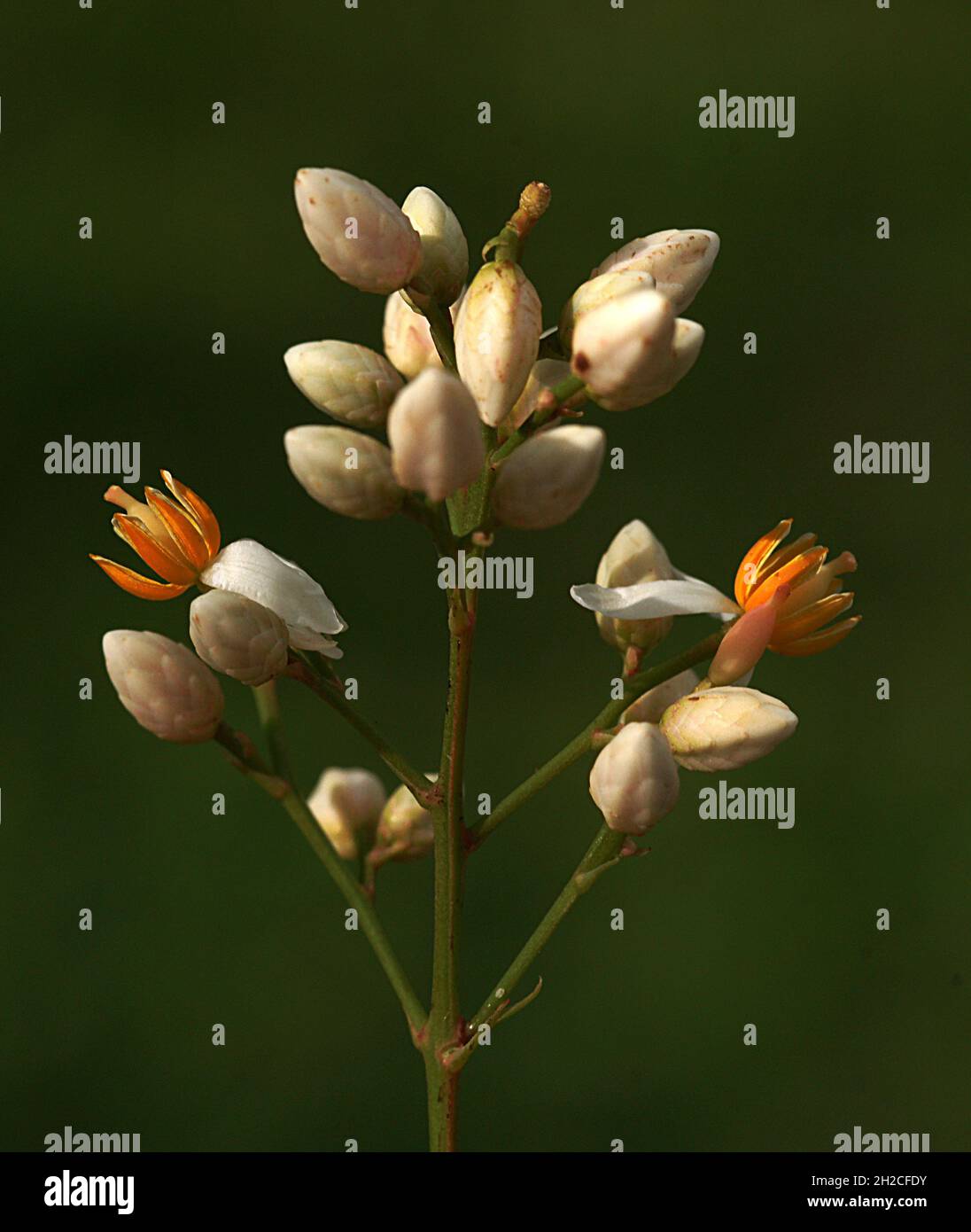 A close-up photo of an amazing flower branch Stock Photo - Alamy