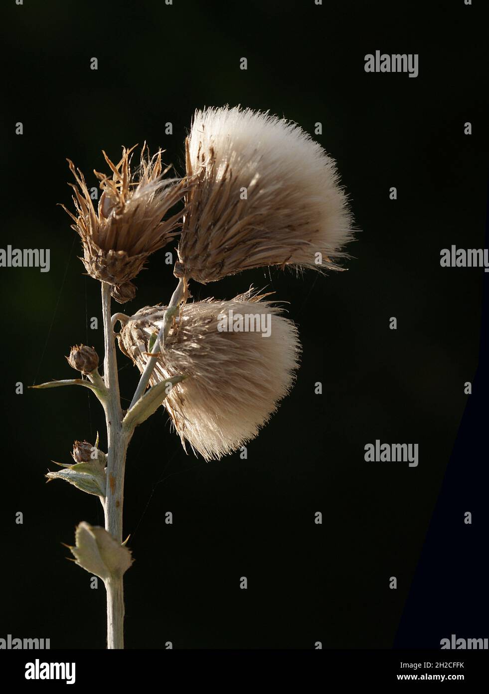 A close-up photo of an amazing flower branch Stock Photo - Alamy