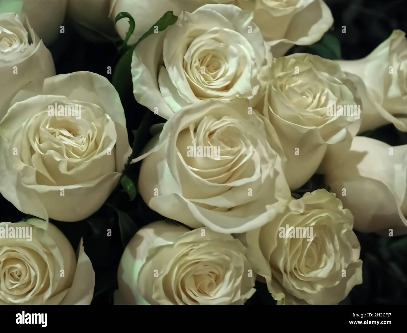 Beautiful bouquet of white roses Stock Photo - Alamy