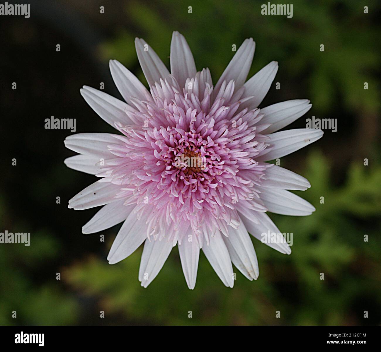 A close-up photo of an amazing flower branch Stock Photo - Alamy