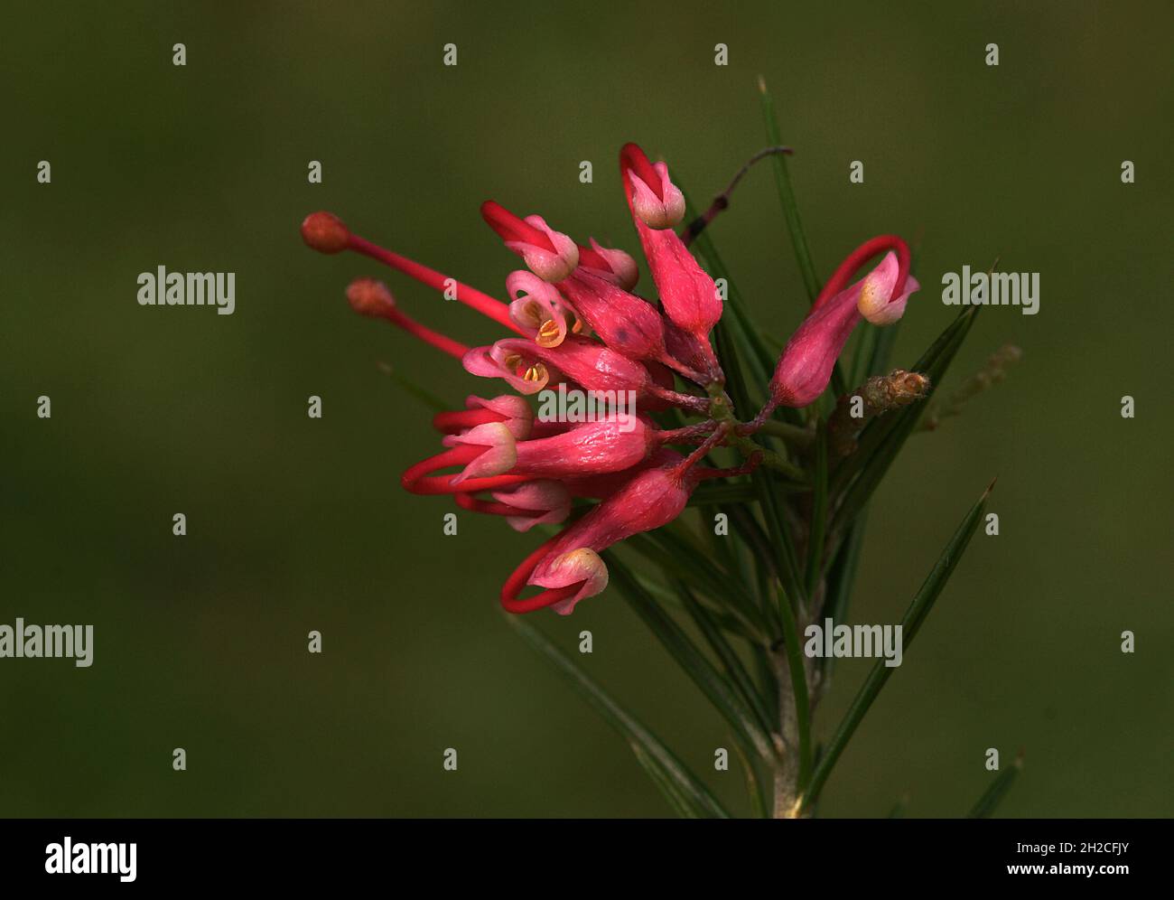A close-up photo of an amazing flower branch Stock Photo - Alamy