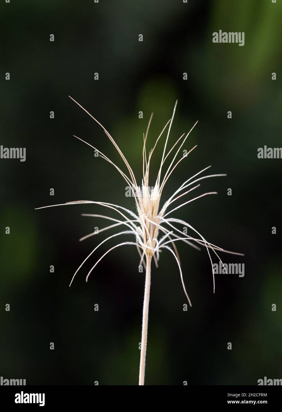 A close-up photo of an amazing flower branch Stock Photo - Alamy