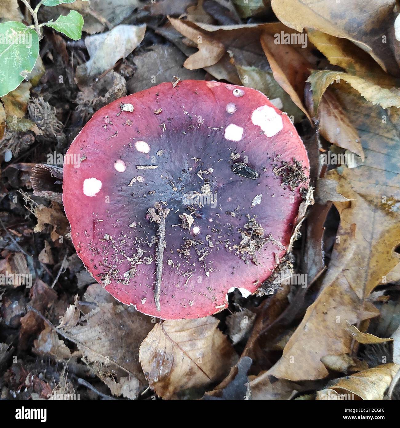 Top view of a wild red fungus growing on a forest floor Stock Photo - Alamy