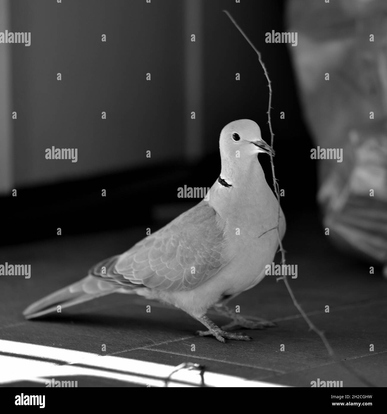 Collared dove flying Black and White Stock Photos & Images - Alamy