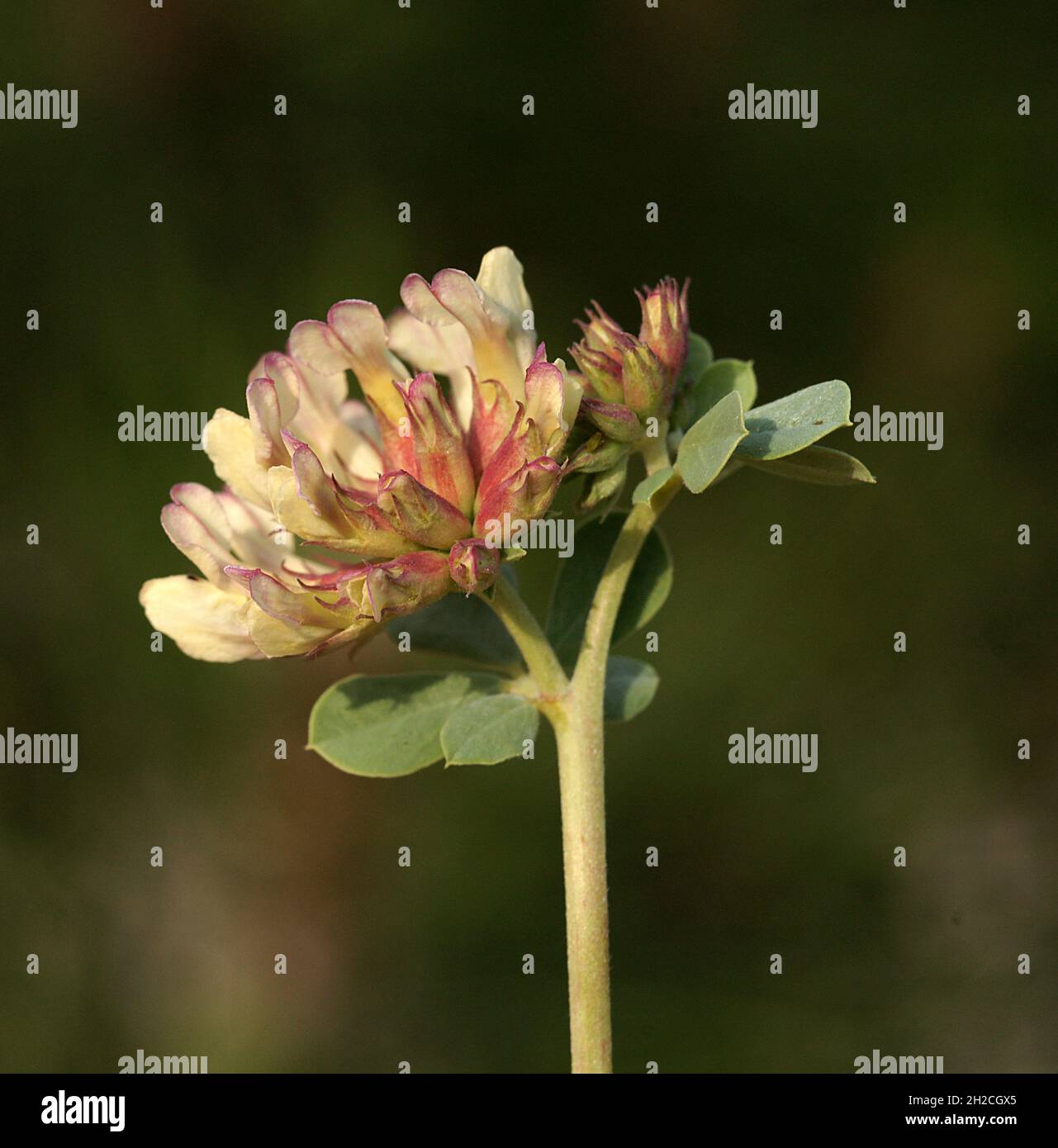A close-up photo of an amazing flower branch Stock Photo - Alamy